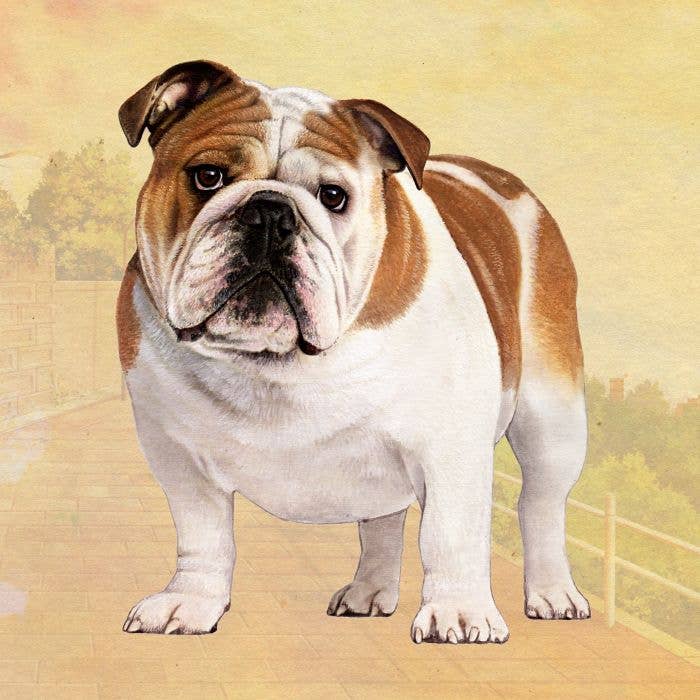 Bulldog Square Coaster – Maroon & Co